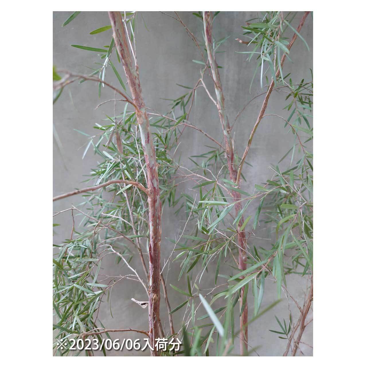Silver tea tree | Seeding