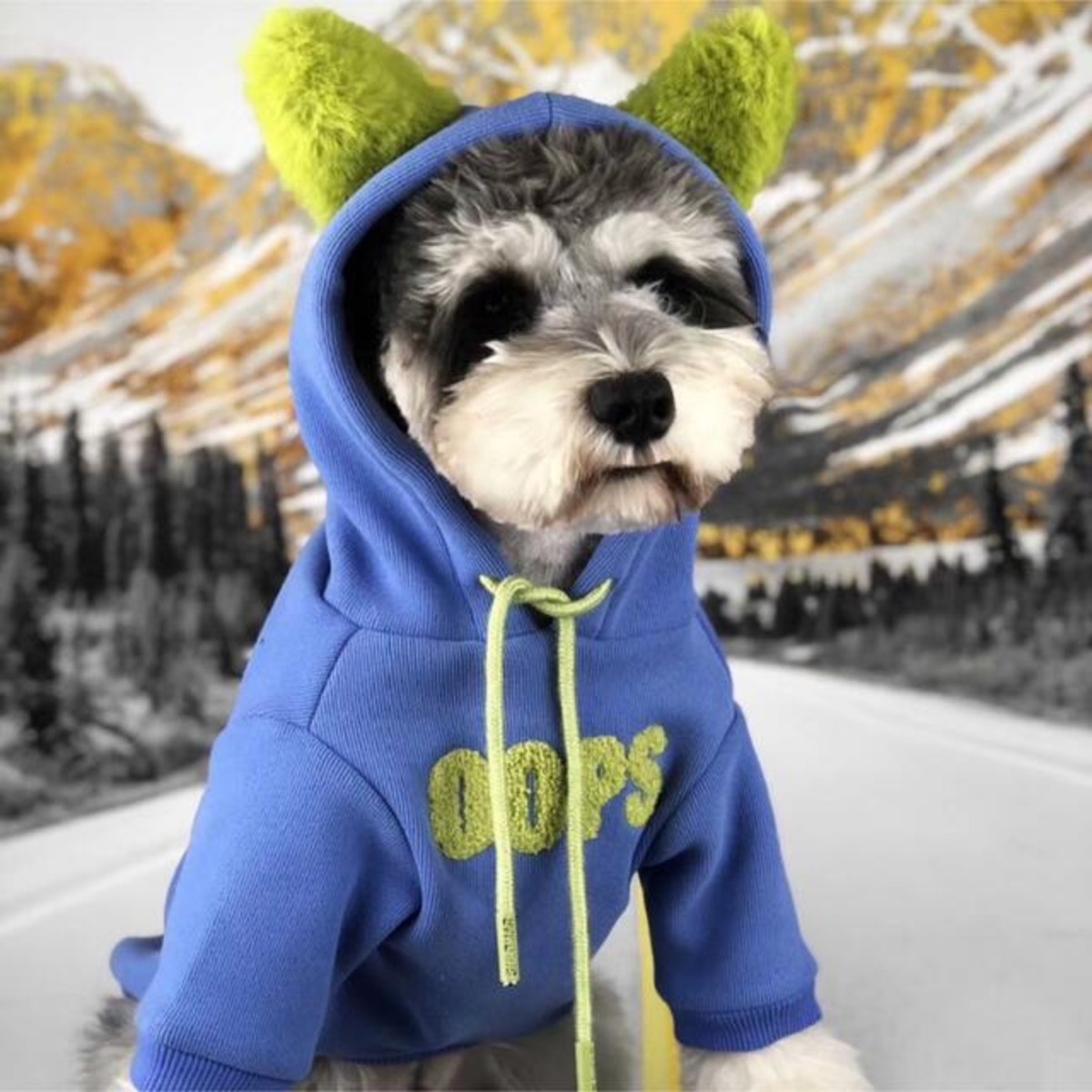 犬服 耳付き英字プリントパーカー 男の子女の子兼用 Lサイズ | Ruru &Suzaku