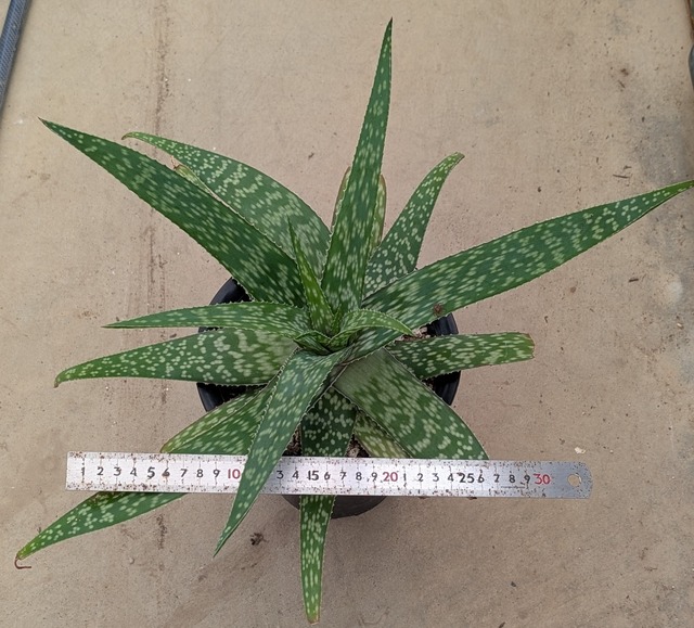 植物苗 | YAJIMA: Succulents of Wild-Species