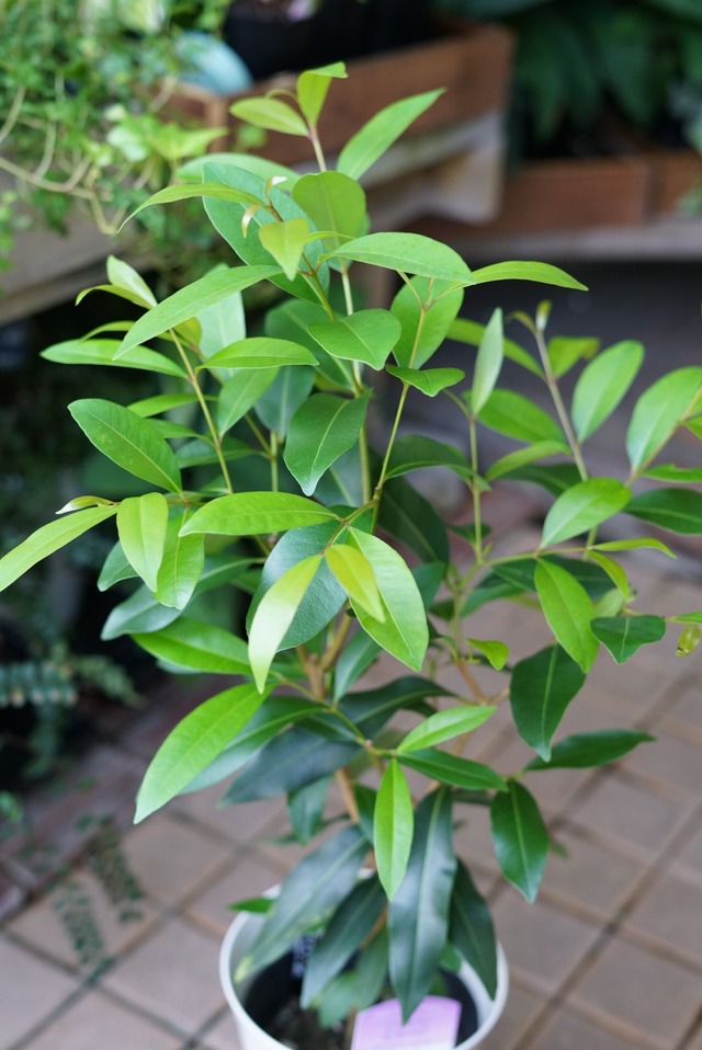 珍しい観葉植物 アマゾンオリーブ | K2 plants gallery