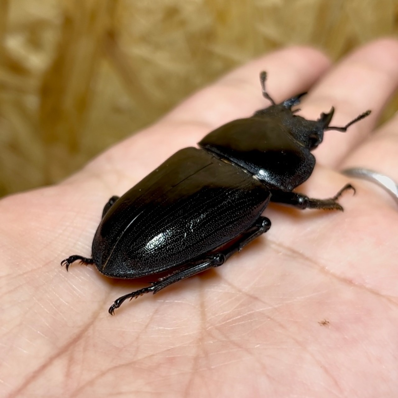 ♀51.9mm 強制早期羽化『SR2406-50』能勢SR血統 国産オオクワガタ | AKIKAZE SHOP