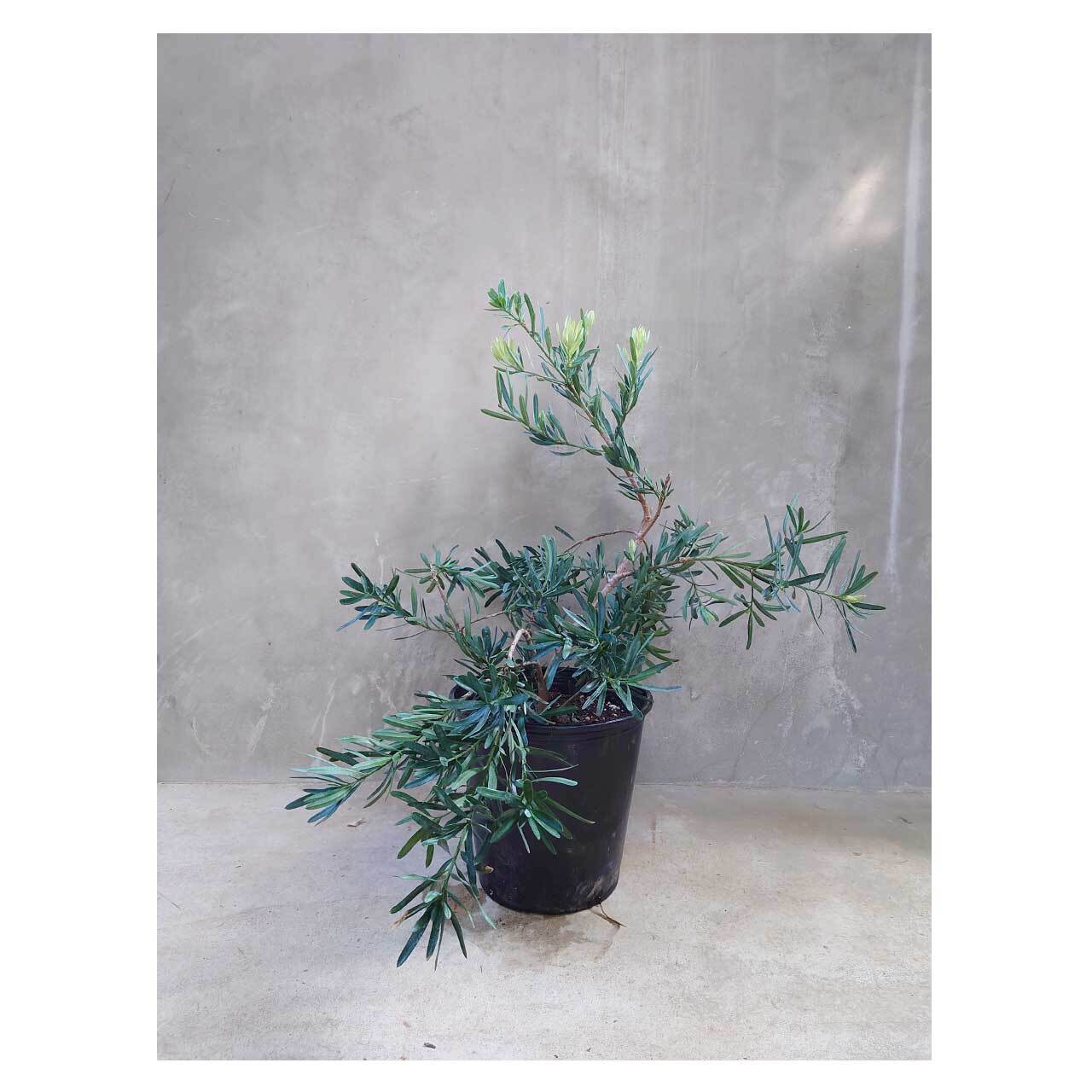Podocarpus elongatus "Icee Blue" | Seeding