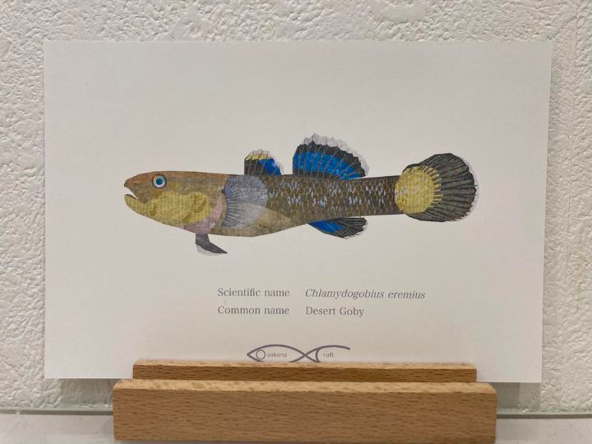 Chlamydogobius eremius（Desert Goby） Drawing Postcard | Osakanacraft
