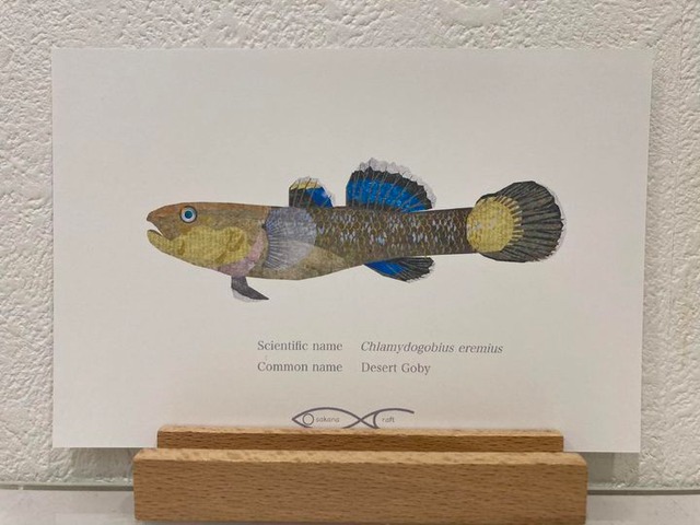Chlamydogobius eremius（Desert Goby） Drawing Postcard | Osakanacraft