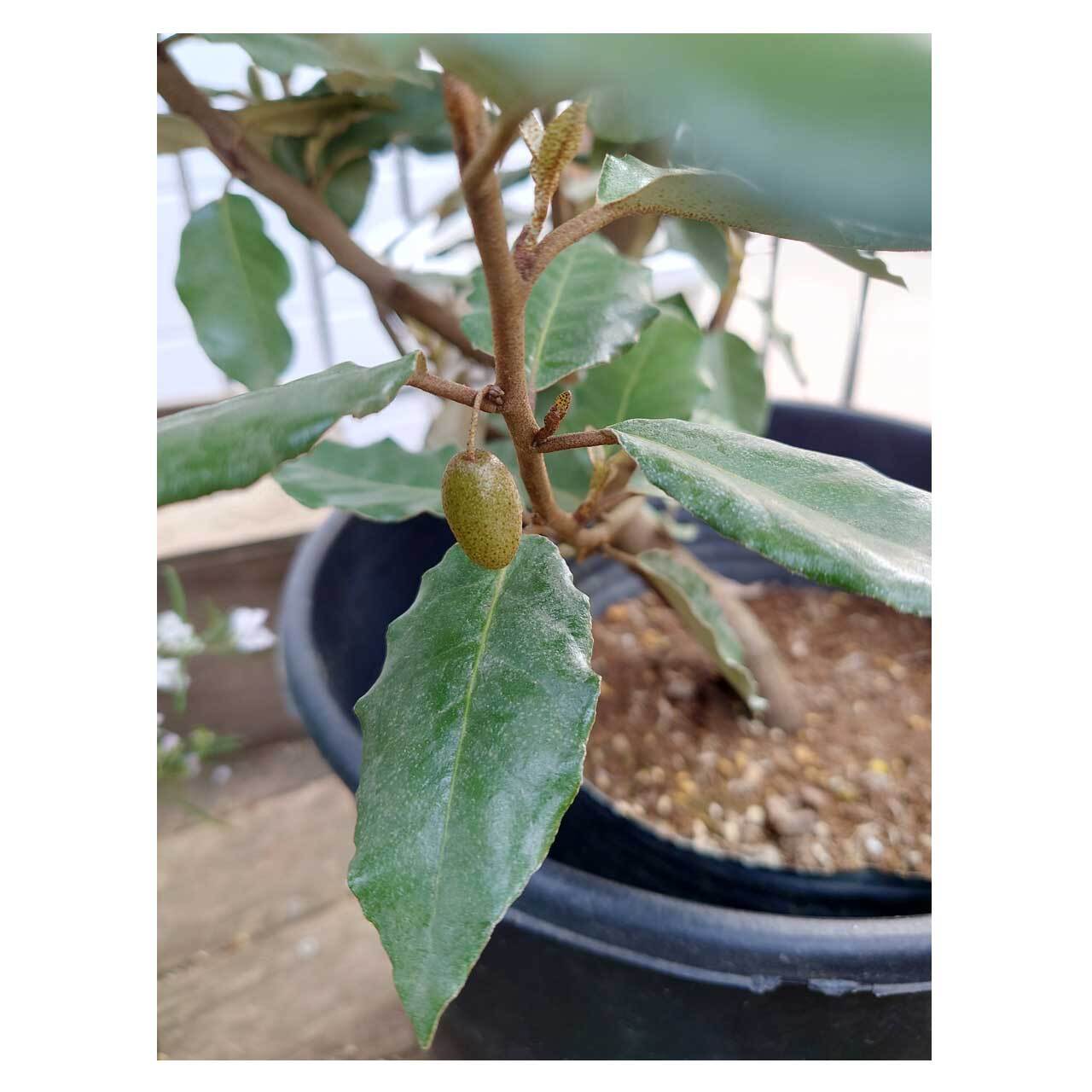 Elaeagnus 'Compacta' | Seeding