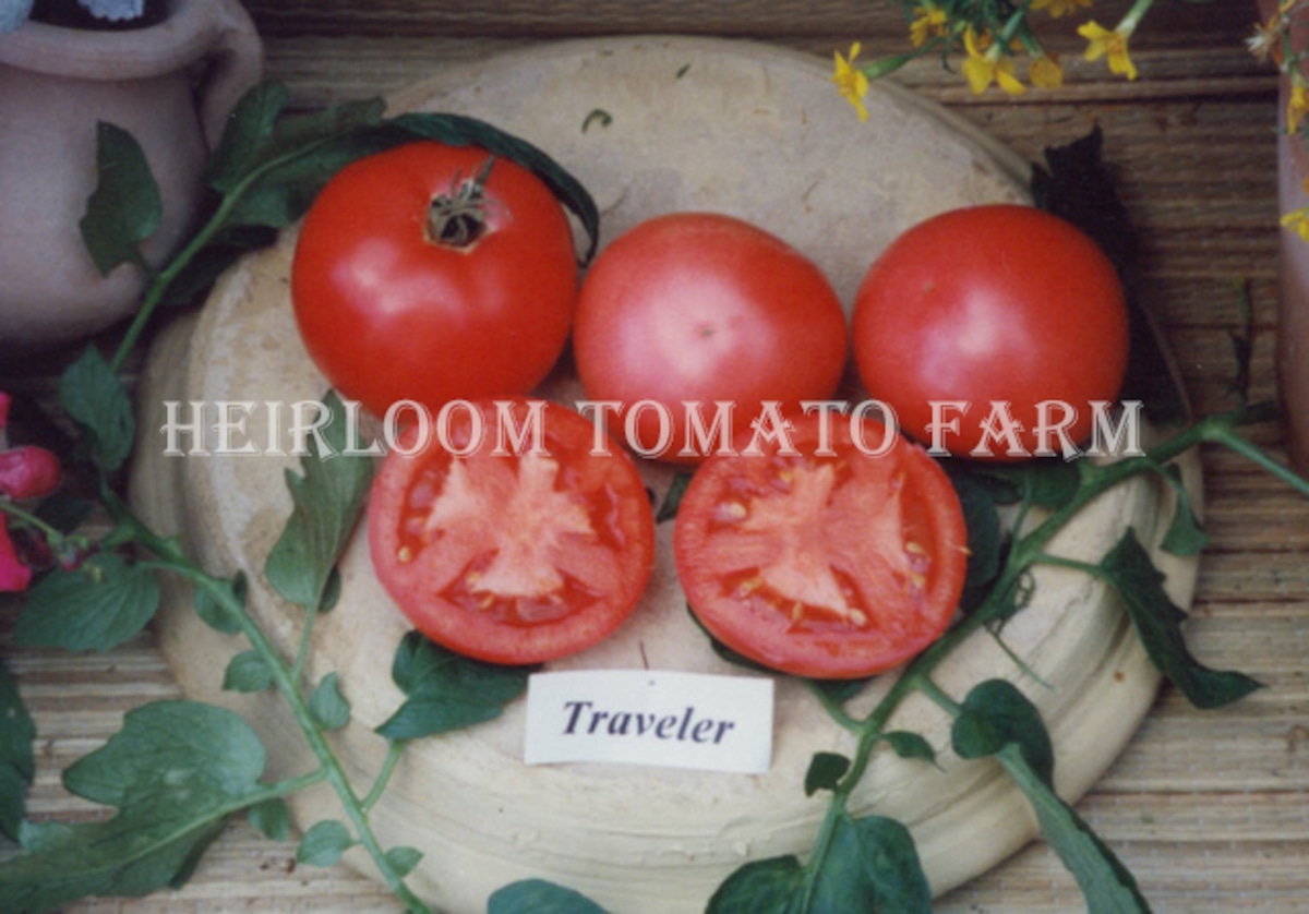 Heirloom Tomato® Traveler エアルーム・トマト・トラベラー | Heirloom Tomato Farm
