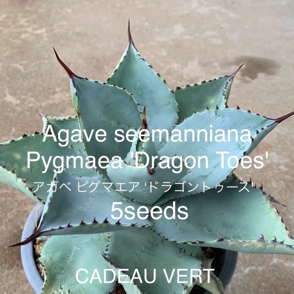【種子】アガベ ピグマエア 'ドラゴントゥース' Agave seemanniana Pygmaea 'Dragon Toes' 5粒 | Cadeauvert