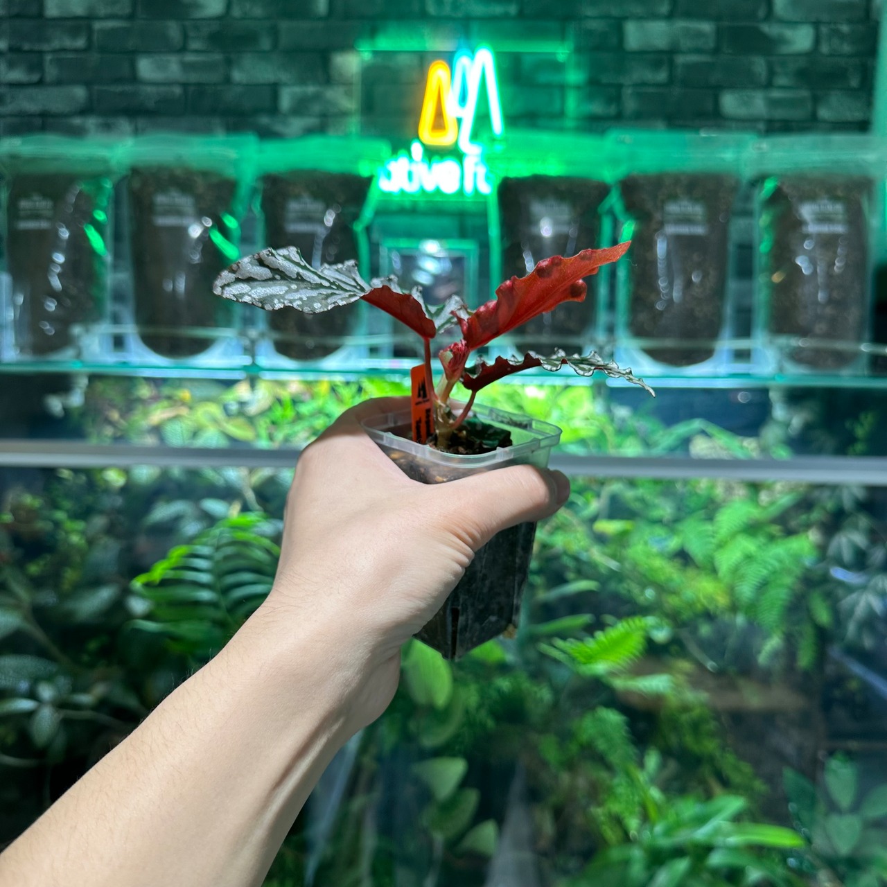 Begonia maculata 'Spotlight Dark' | Terrarium & Plants SHOP