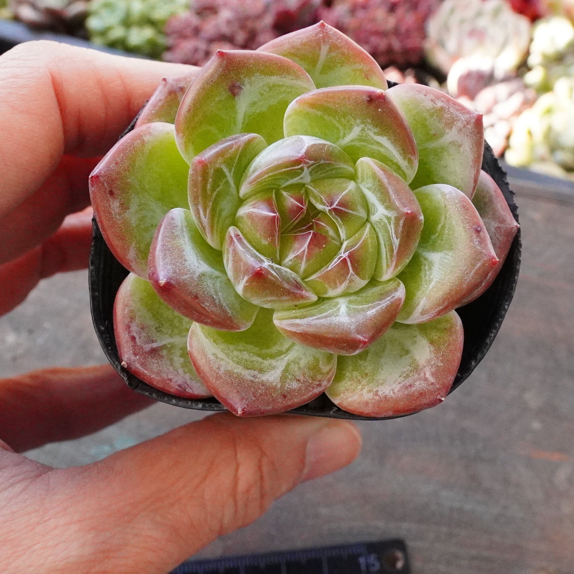 新品種【エッグタルト1】エケベリア 韓国多肉 ウォーターマーク かわいい | E-TANIKU