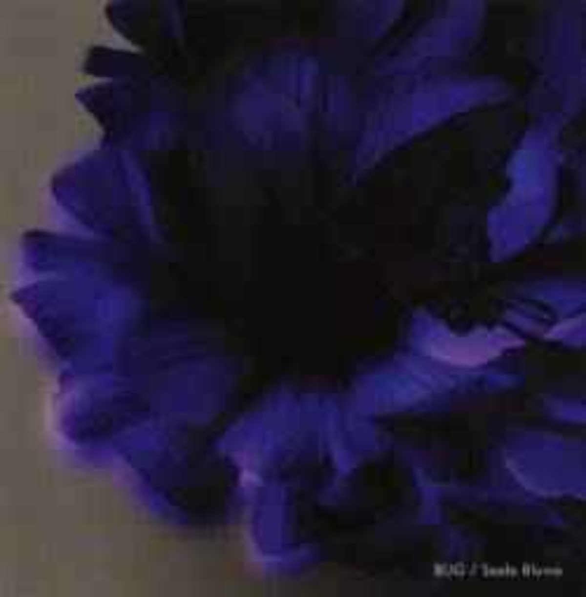 BUG/Seele Blume | RECORD SHOP CONQUEST/レコードショップコンクエスト