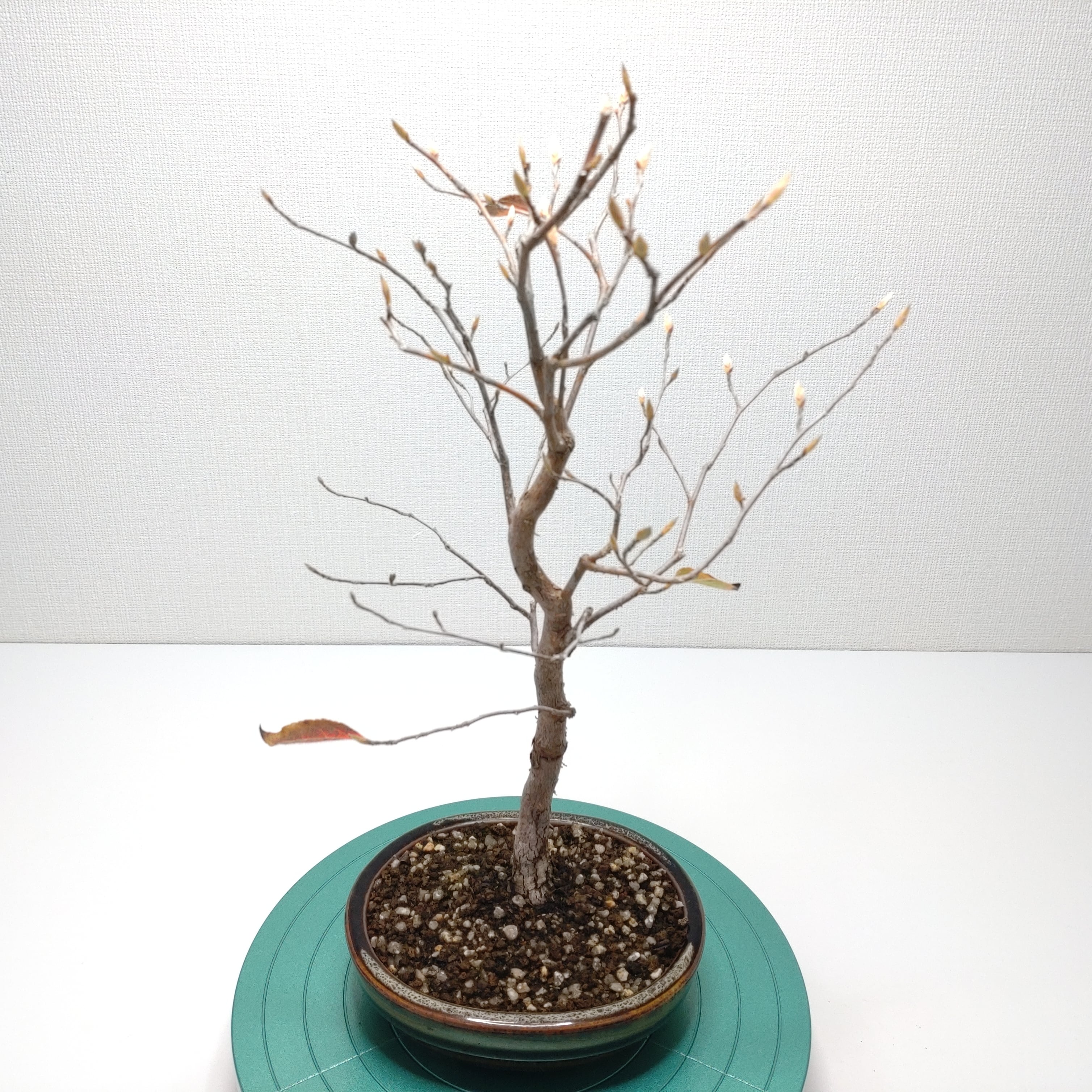 姫沙羅（ヒメシャラ）盆栽 S031 | 盆栽創【Bonsaisou】