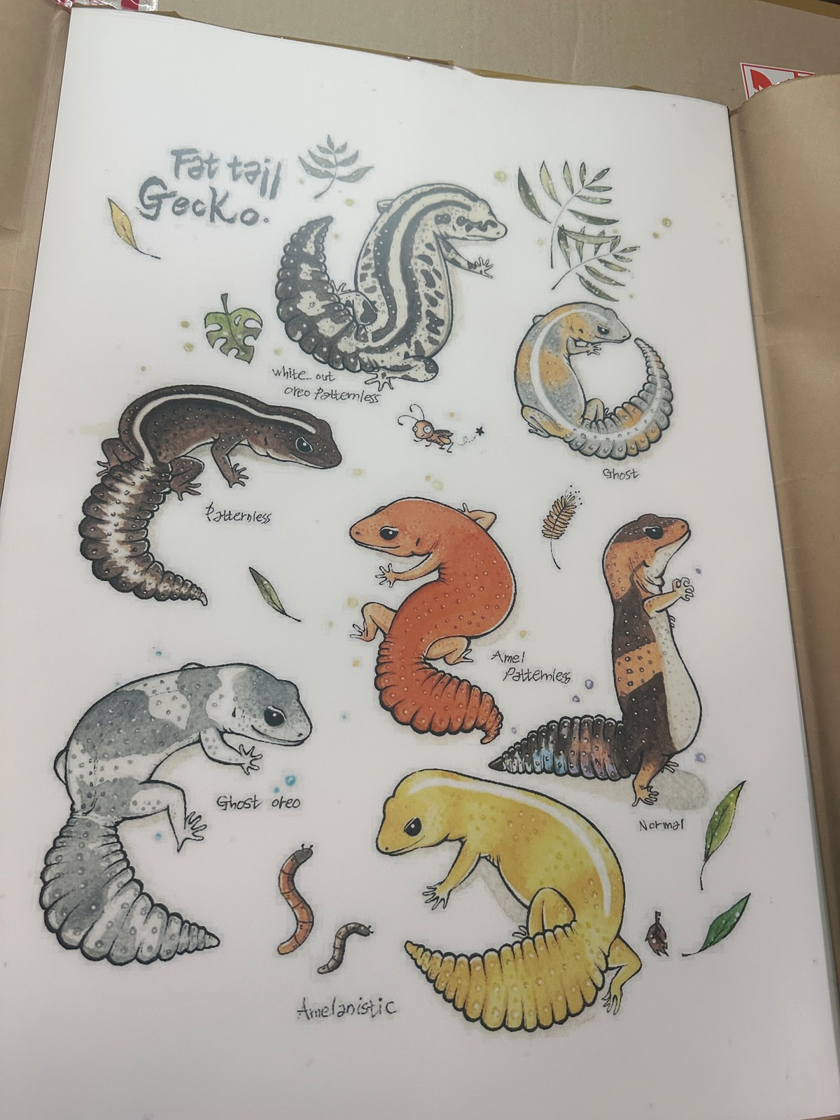 ニシアフ ポスター | SPELTY