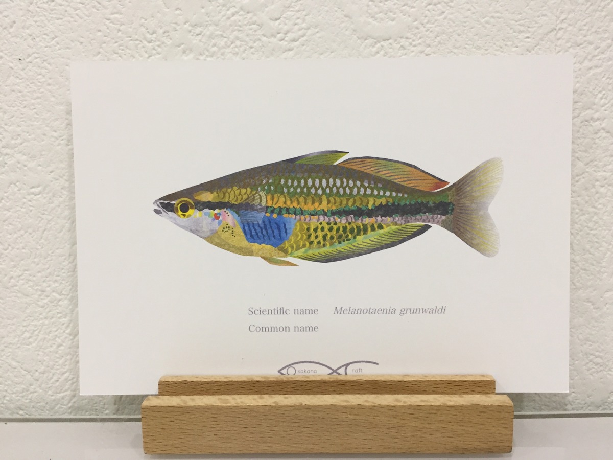 Melanotaenia grunwaldi Drawing Postcard | Osakanacraft