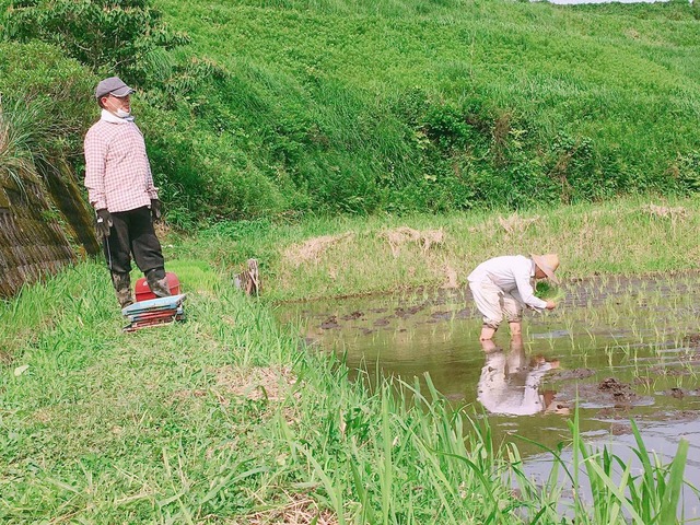朝めしまえ3Kg 【無農薬・玄米・鹿児島産】 | カラーオブジアース