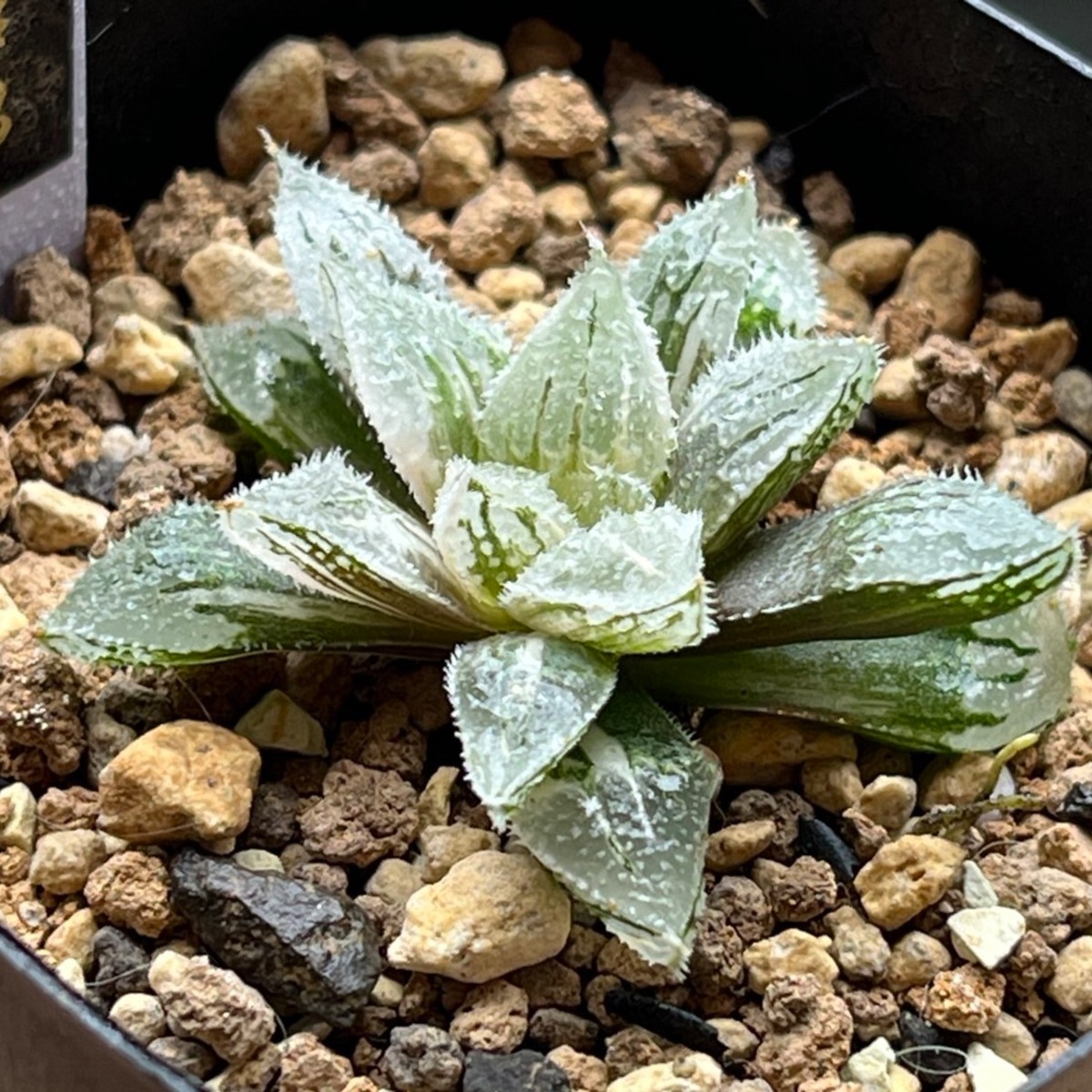 ハオルチア 新氷砂糖錦 | mocono_plants