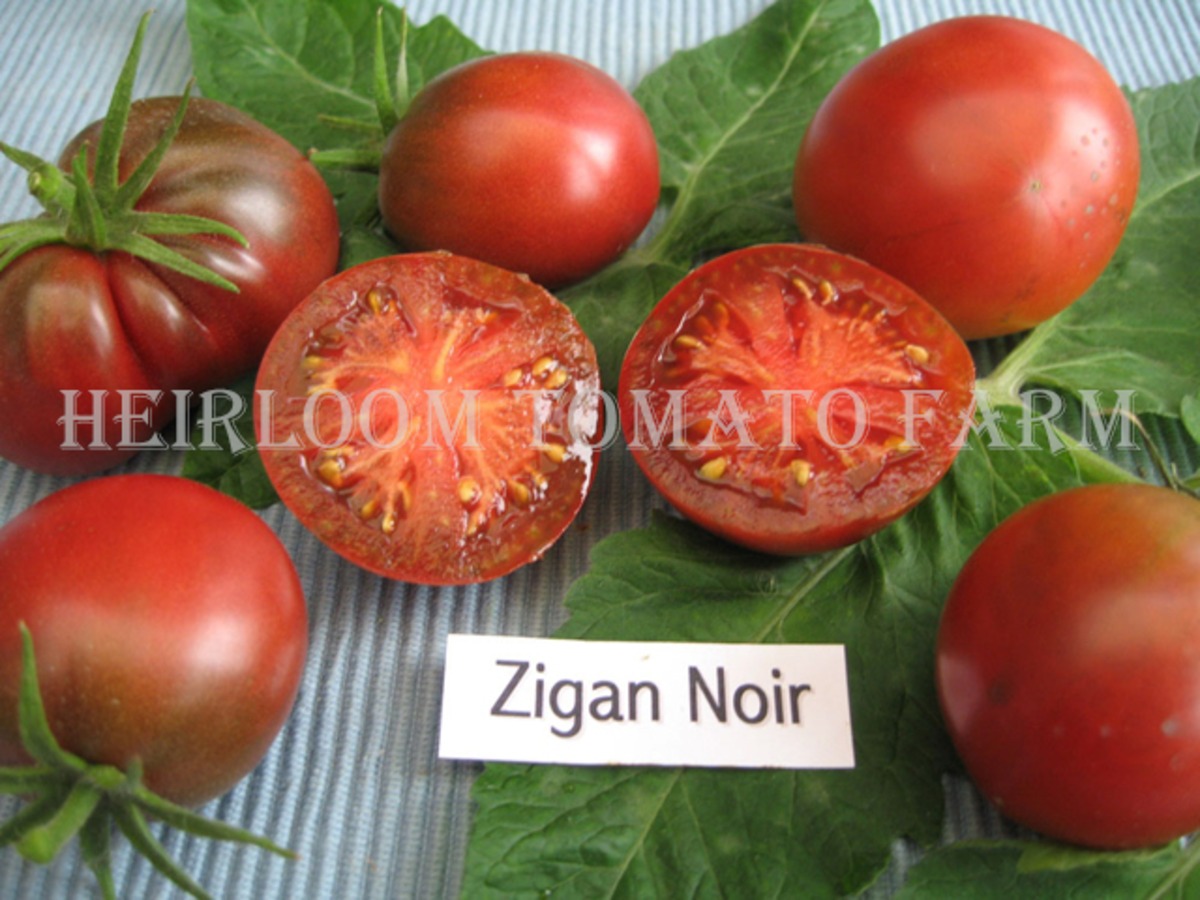 Heirloom Tomato® Zigan Noir=Gipsy=Tsygan エアルーム・トマト・ジガン・ノワール（ジプシー）-15 ...