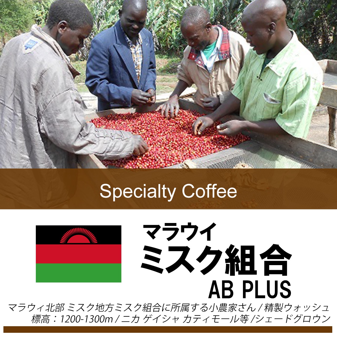 【200g】マラウイ ミスク組合 AB PLUS | 高谷山珈琲焙煎所オンラインショップ