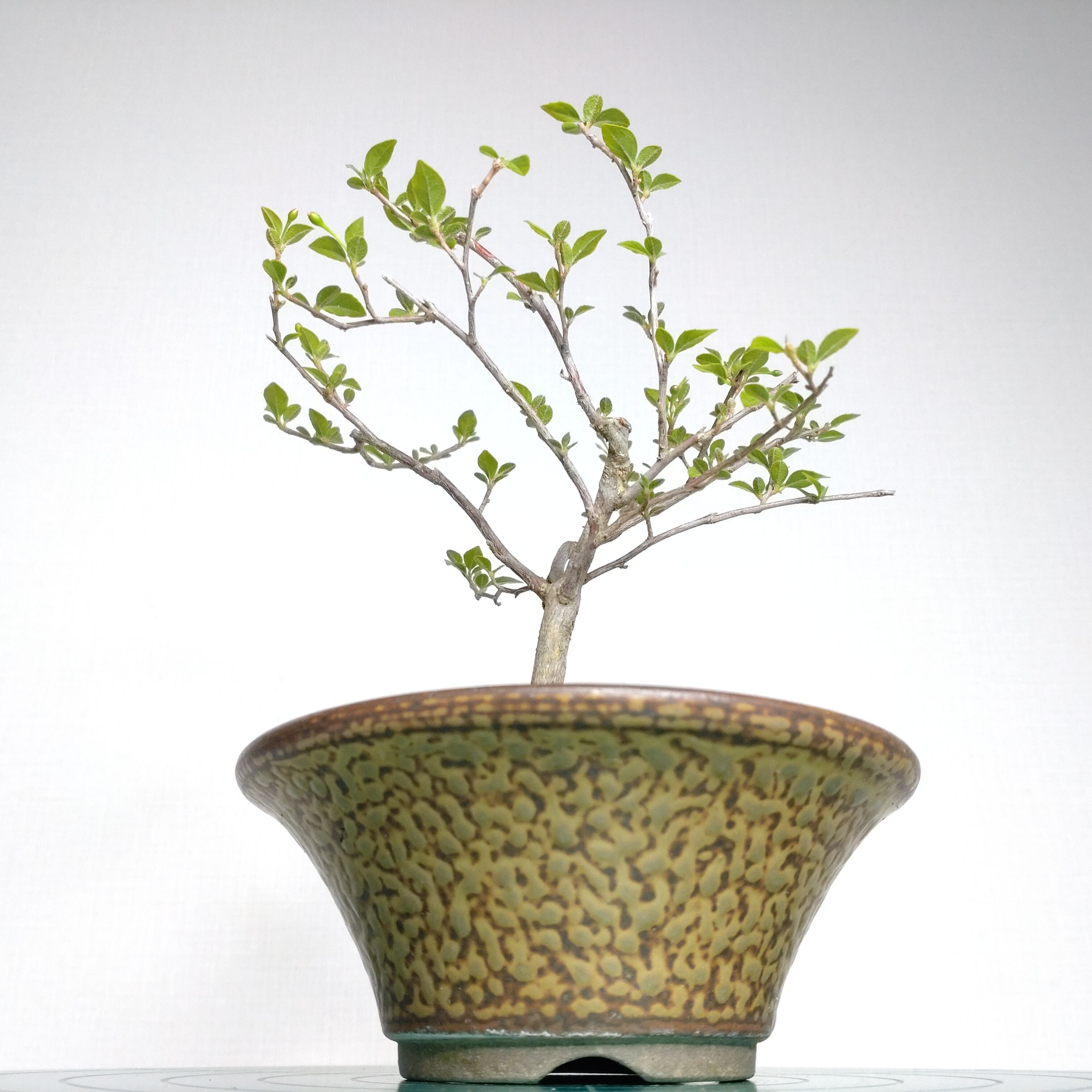 エゴノキ盆栽 S009 | 盆栽創【Bonsaisou】