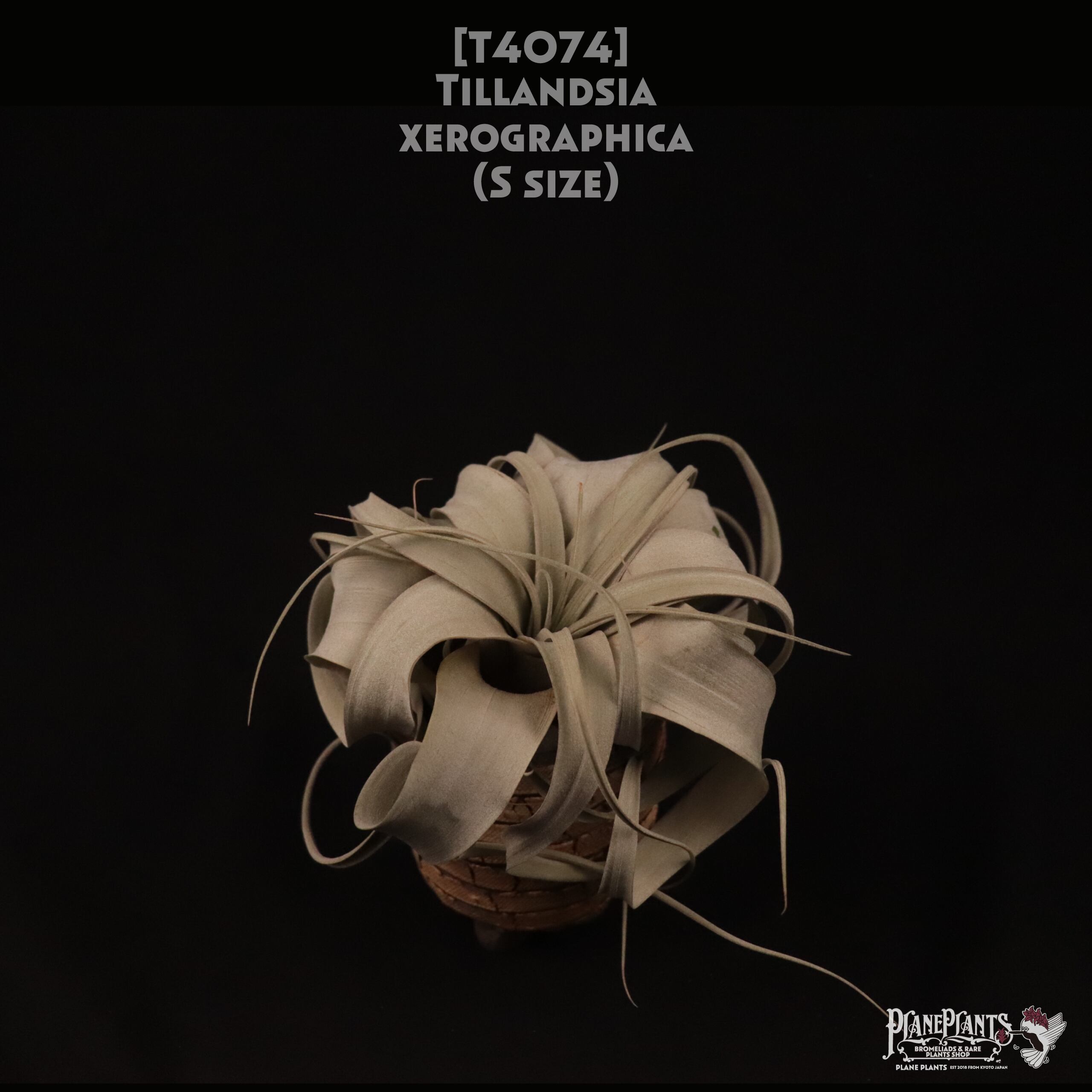 【送料無料】xerographica S〔エアプランツ〕現品発送T4074 | plane plants