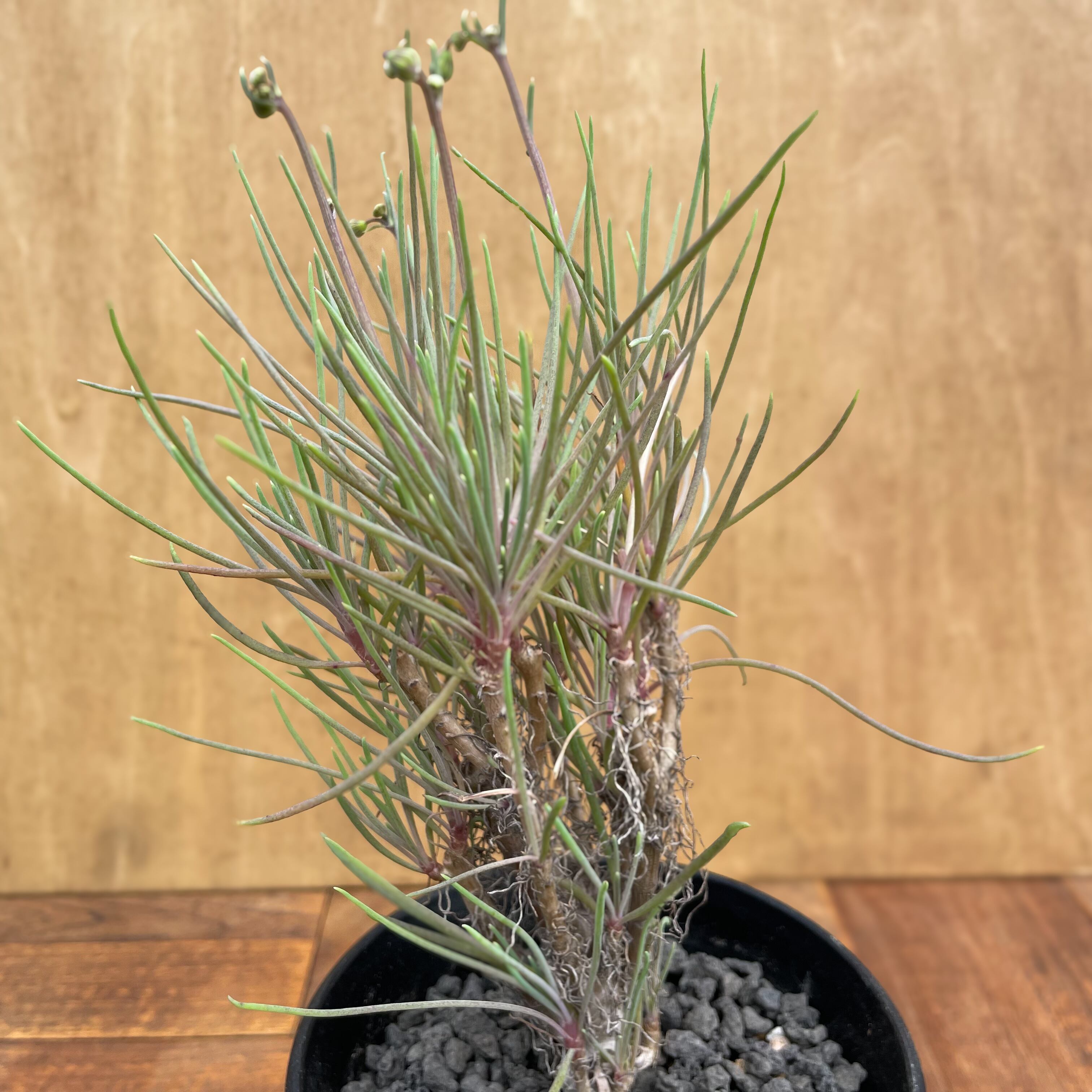 Othonna protecta【オトンナ・プロテクタ】 | RIMO'S GREEN サボテンと多肉植物の通販サイト