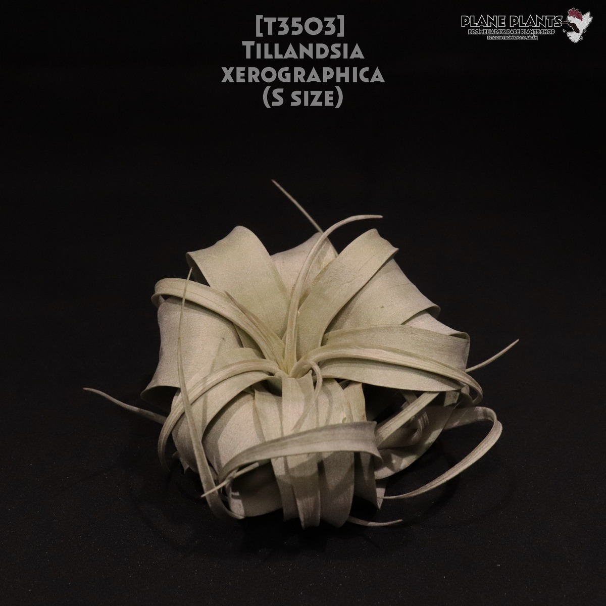 【送料無料】xerographica S〔エアプランツ〕現品発送T3503 | plane plants