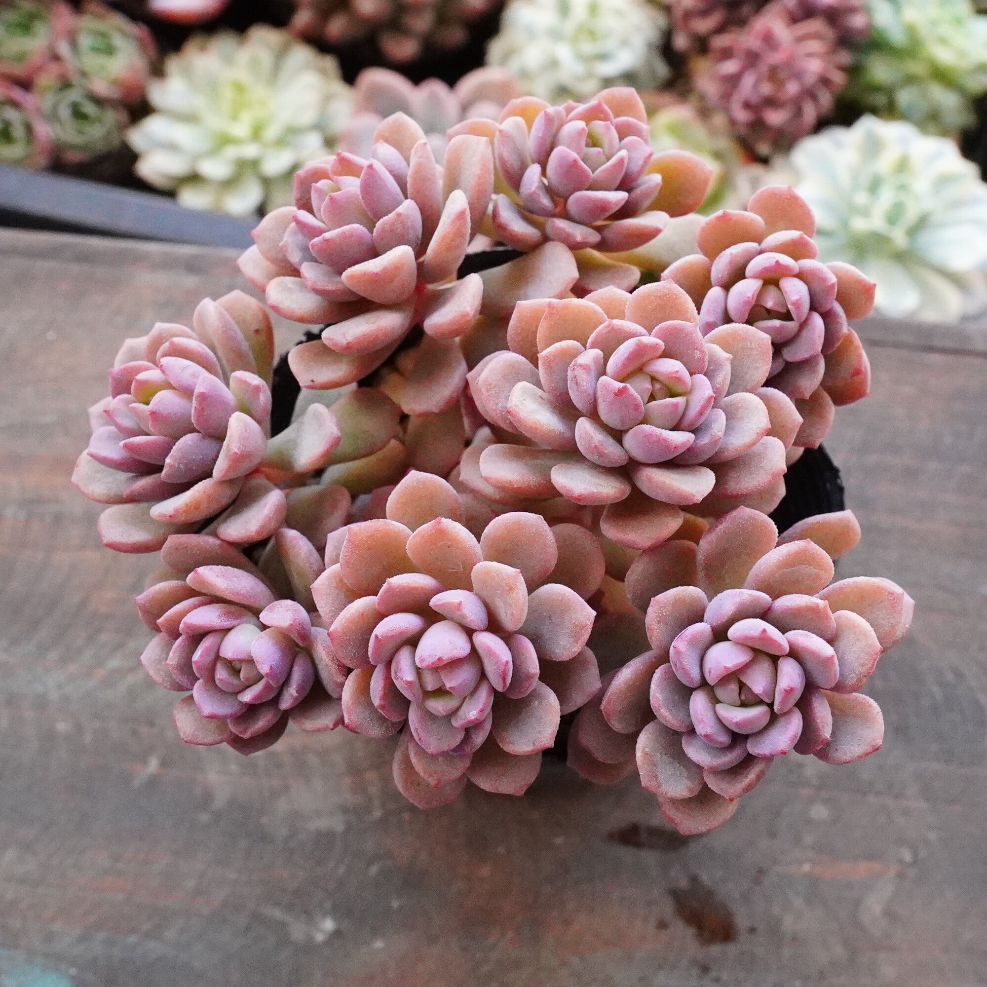 ※再入荷※ 新品種【ピンクディオラ群生 1】韓国多肉 今季初！ かわいい群生株 | E-TANIKU