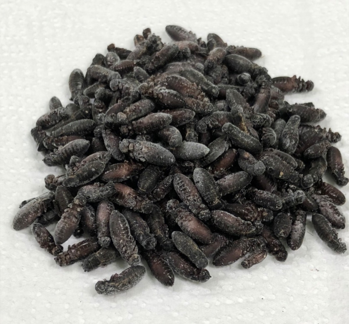 冷凍クロコM 約500匹 脚なし | Suke rep