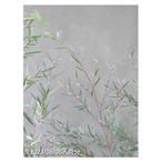 Silver tea tree | Seeding