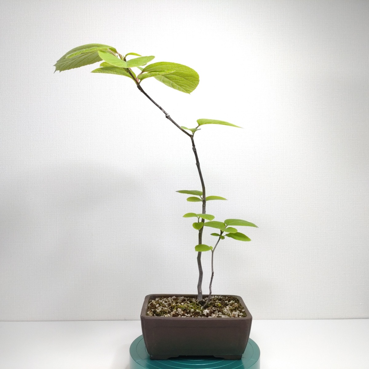 白雲木（ハクウンボク）盆栽 S005 | 盆栽創【Bonsaisou】