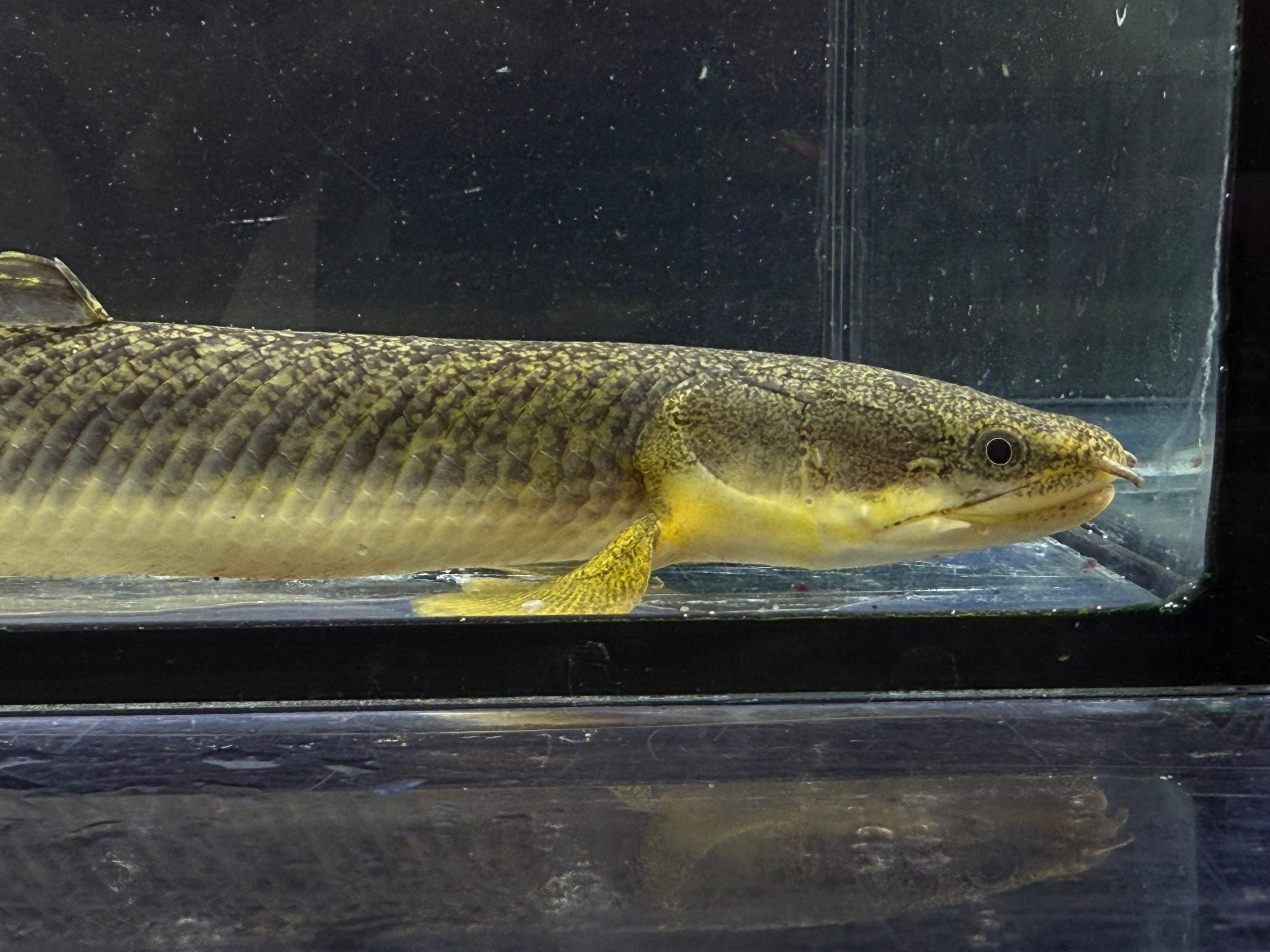 ※トリートメント中※Po.パルマス ビュティコフェリー ギニア産 ⑤20cm | AQUASTYLEG