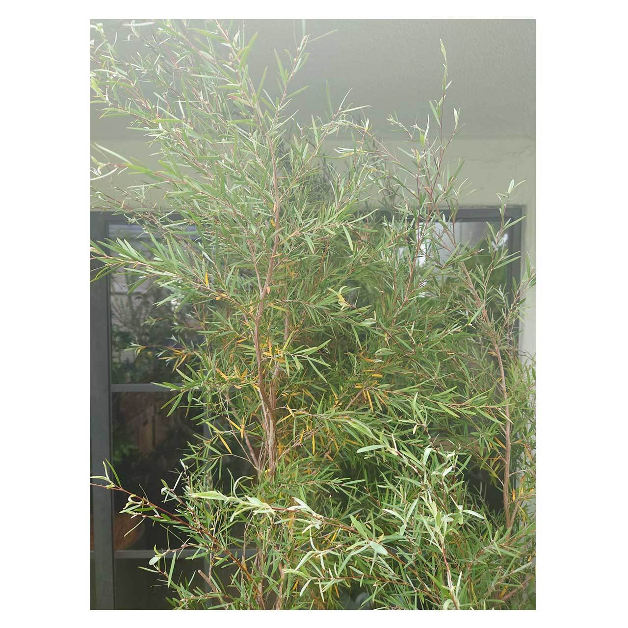Silver tea tree | Seeding