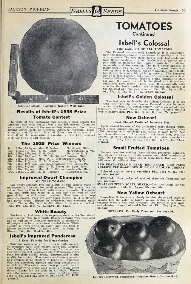 Heirloom Tomato® Isbell's Golden Colossal エアルーム・トマト・イスベルズ・ゴールデン・コロッサル ...