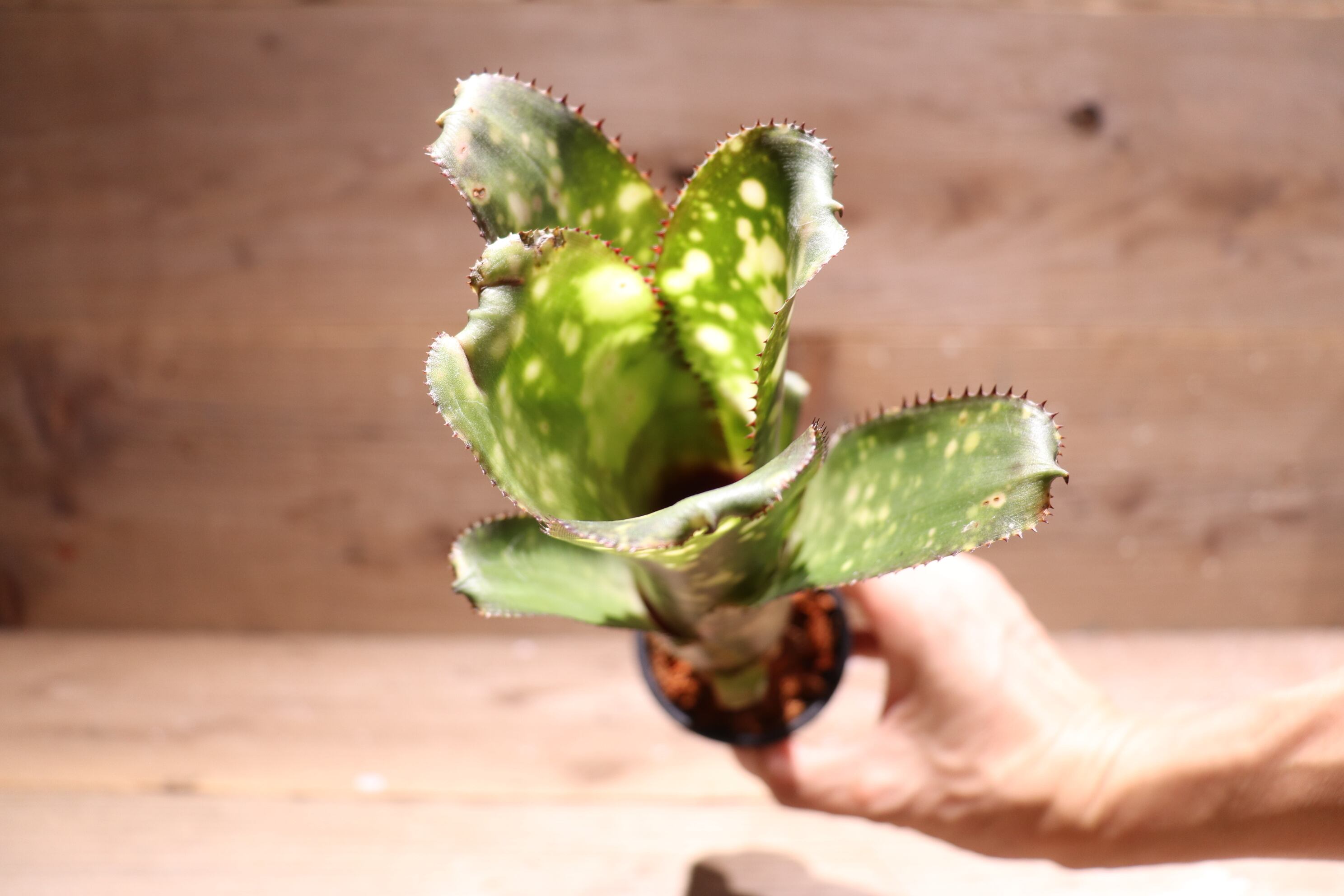 【送料無料】Billbergia 'Apocalypse'〔ビルベルギア〕現品発送B0063 | plane plants