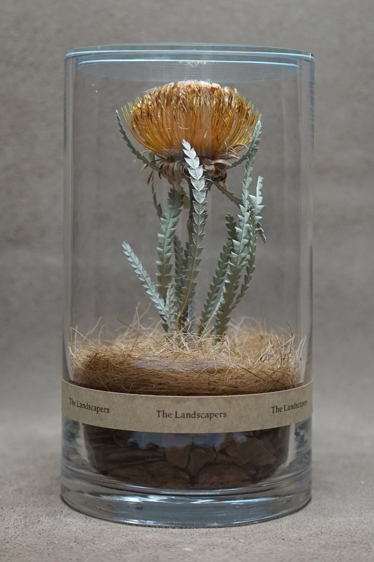 DRY CYLINDER『Dryandra』 | The Landscapers