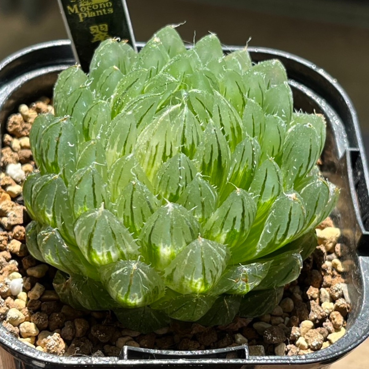 ハオルチア 翠雲錦① | mocono_plants