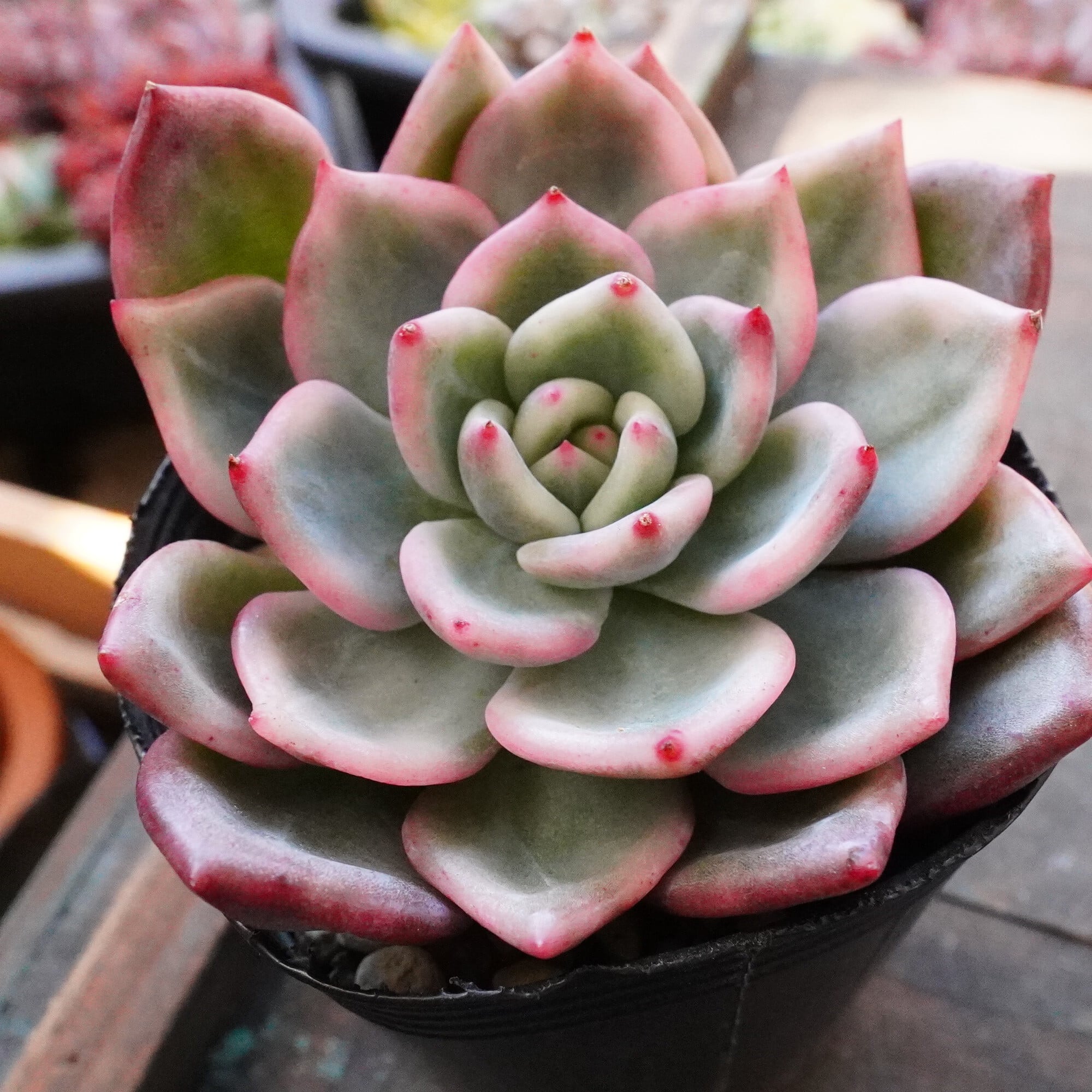 ※再入荷※【ピンクシャンペーン錦 2】エケベリア 韓国多肉 斑入り 激レア | E-TANIKU