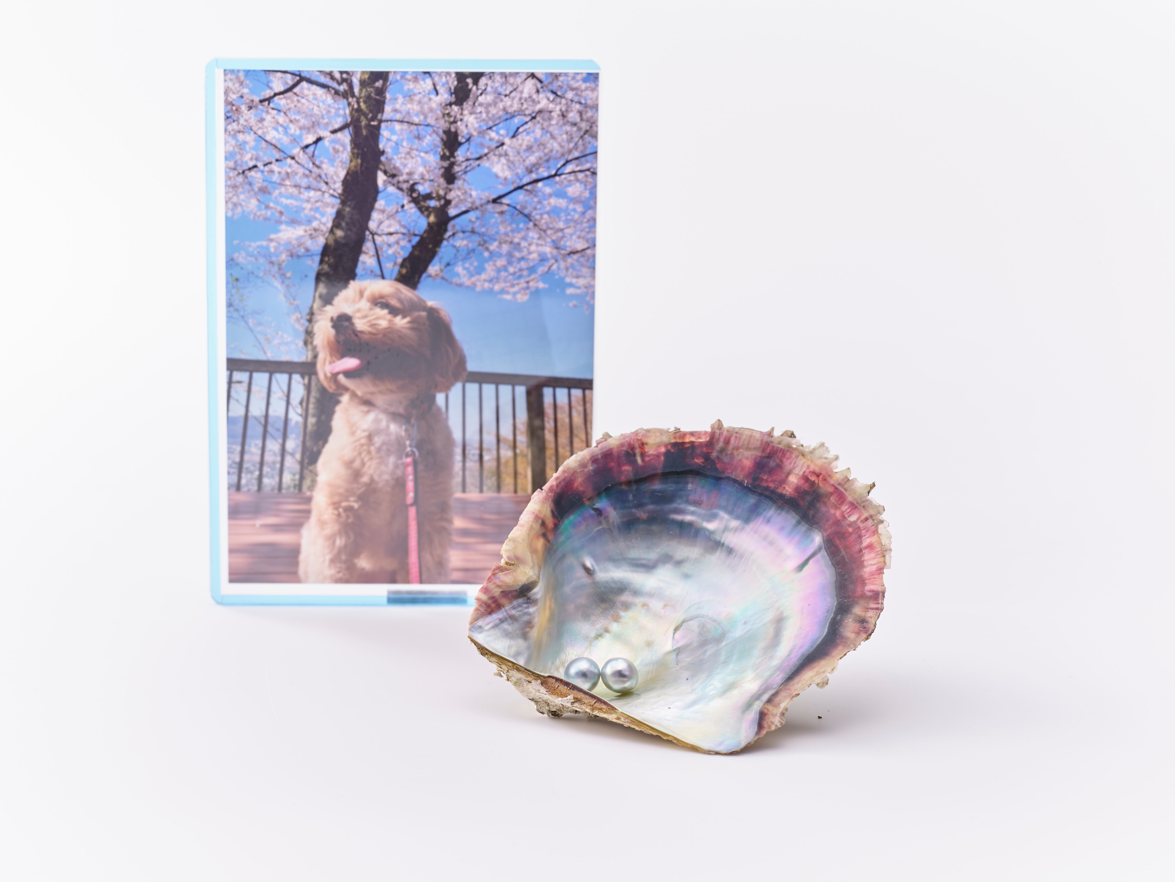 Amulet Pearl（2025年度） | AmuletPearl