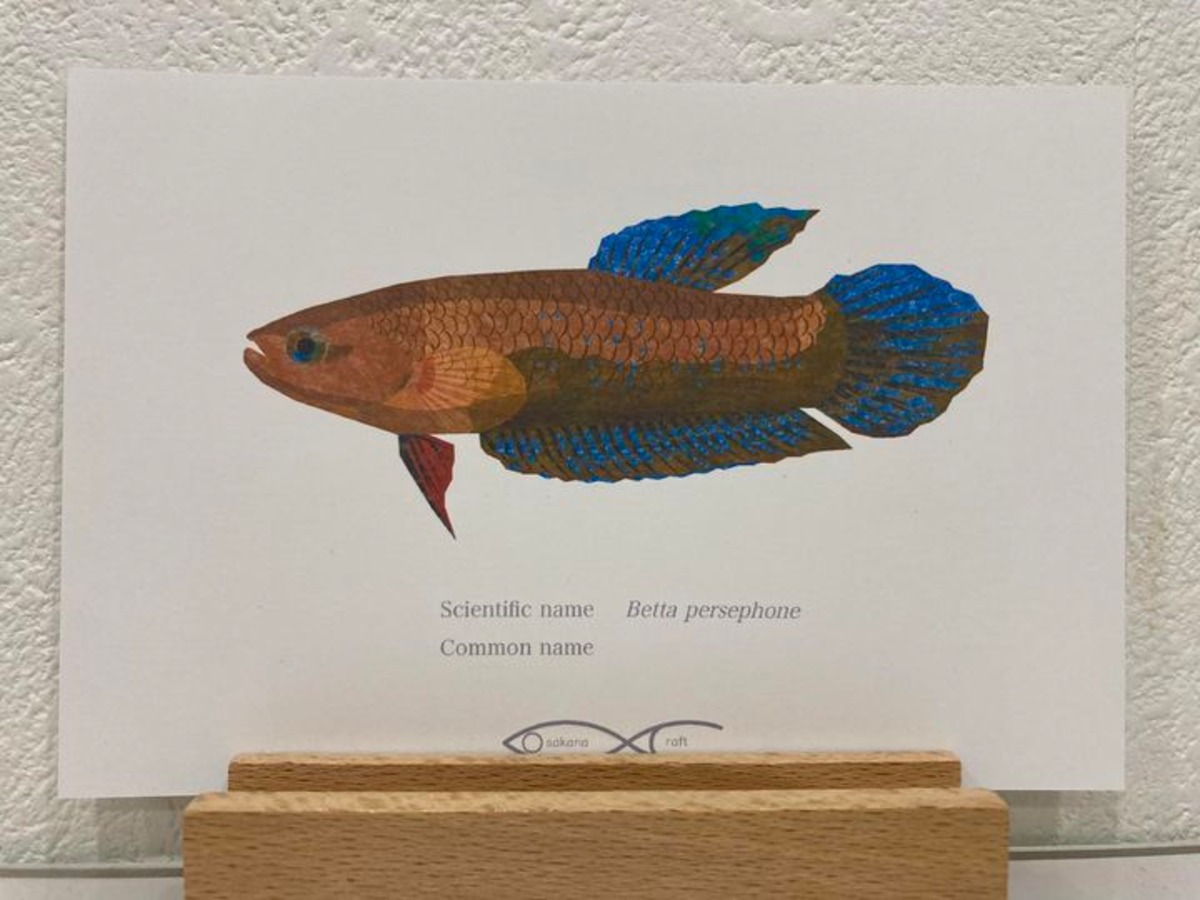 Betta persephone Drawing Postcard | Osakanacraft