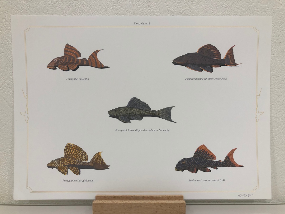 Pleco Other2 A4 drawing | Osakanacraft