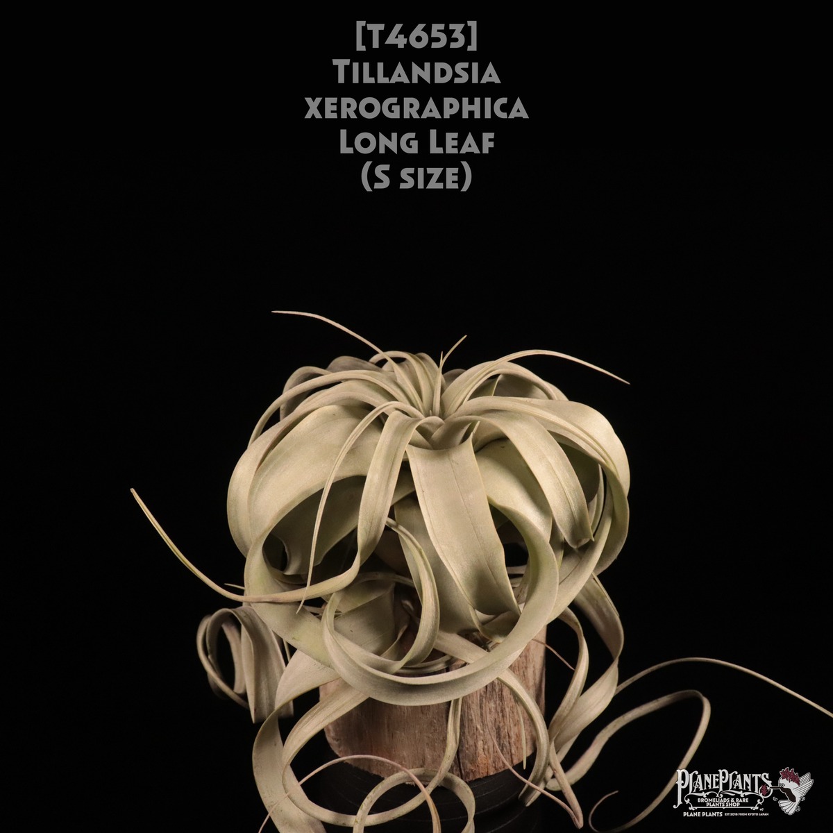 【送料無料】xerographica S Long Leaf〔エアプランツ〕現品発送T4653 | plane plants