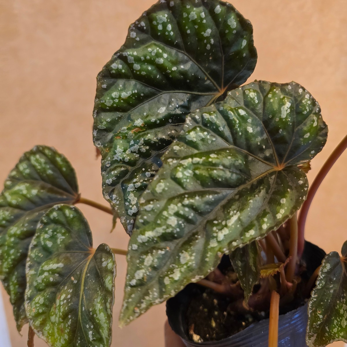 begonia handelii var prostrata | HAPPAX