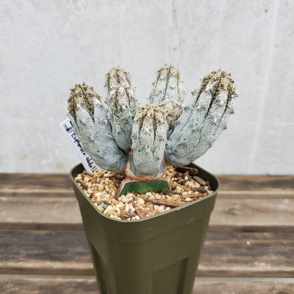 【群生 接ぎ木】Euphorbia abdelkuri ユーフォルビア アブデルクリ | Libaran_Plants〜ユーフォルビア オベサ ...