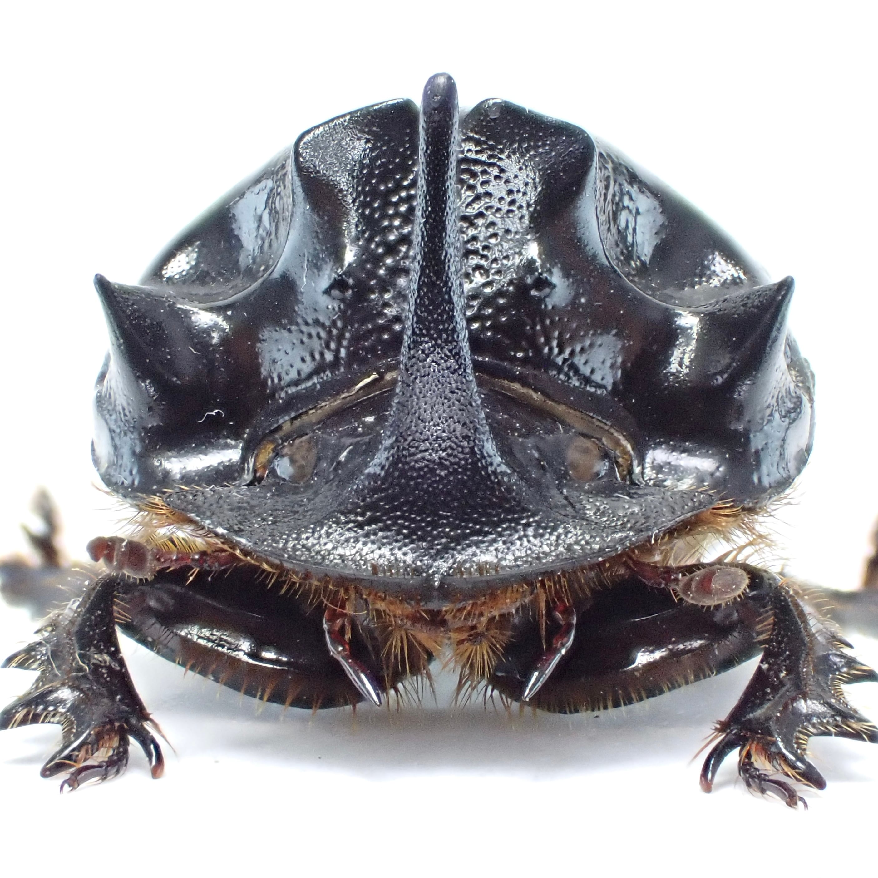 カザフスタン産 Copris lunaris ♂ 22mm XL | 昆虫標本 Diggers カザフスタン産 Copris lunaris ♂ 22mm XL | 昆虫標本 Diggers