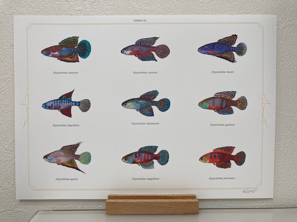Killifish 03 A4 Drawing Poster | Osakanacraft