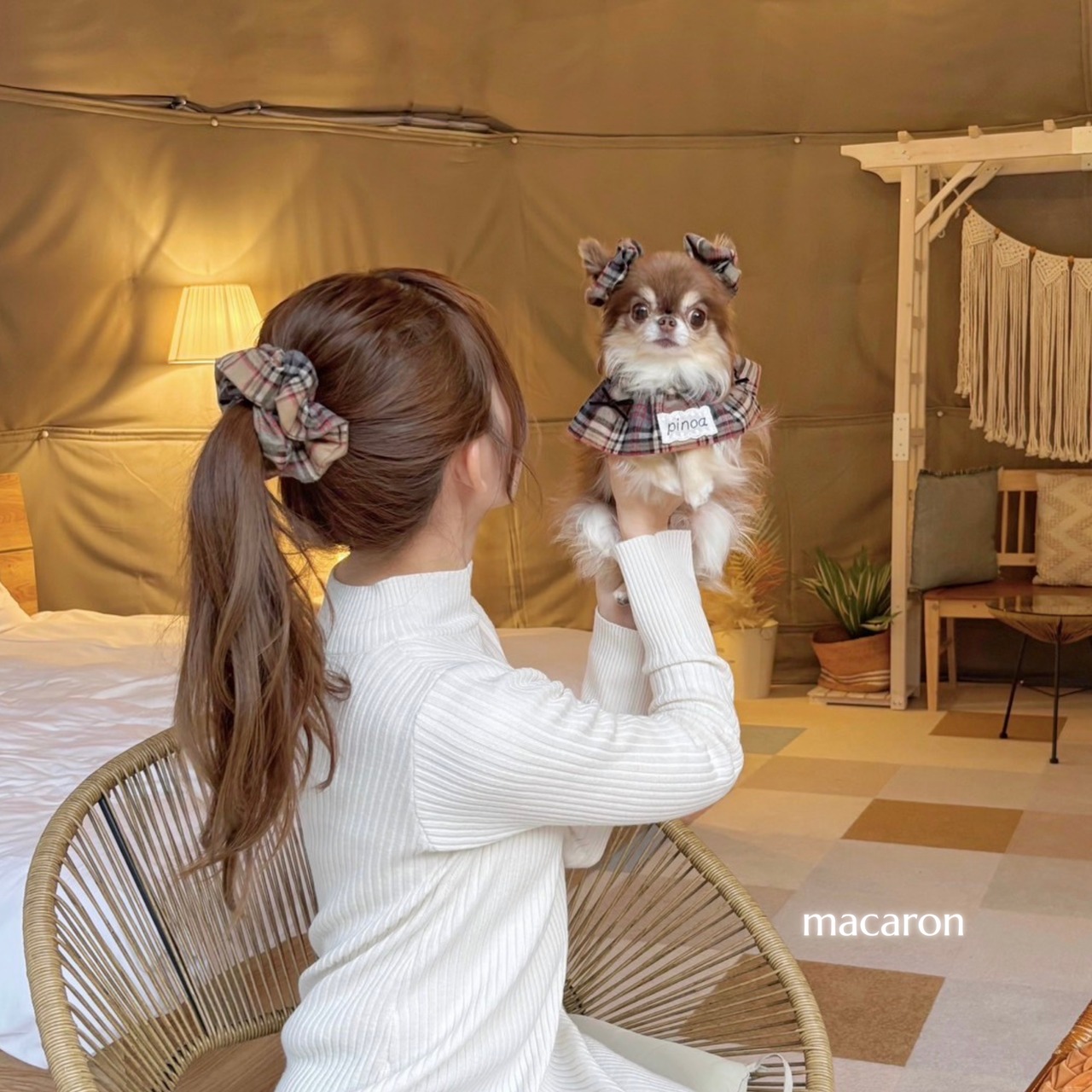 country tartan chouchou (飼い主用) | macaron