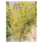 Silver tea tree | Seeding