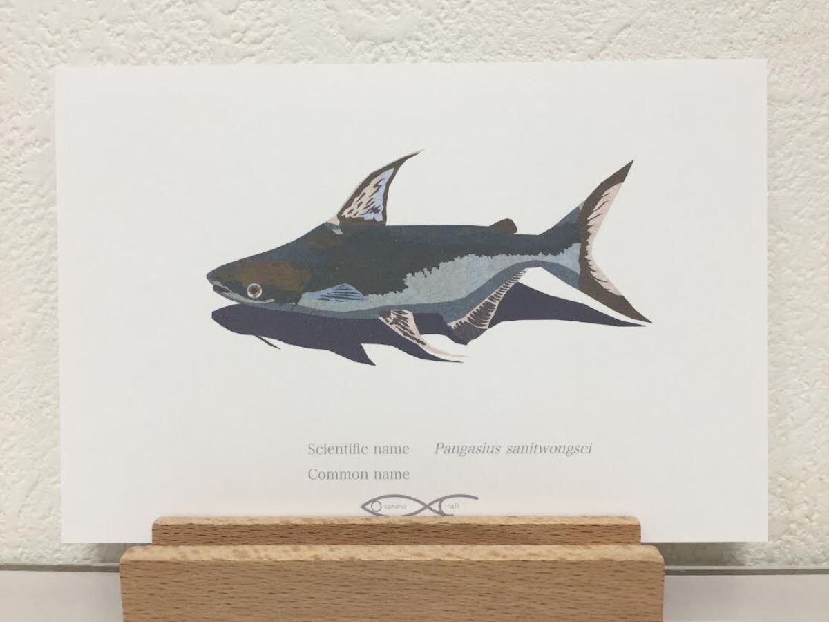 Pangasius sanitwongsei Drawing Postcard | Osakanacraft