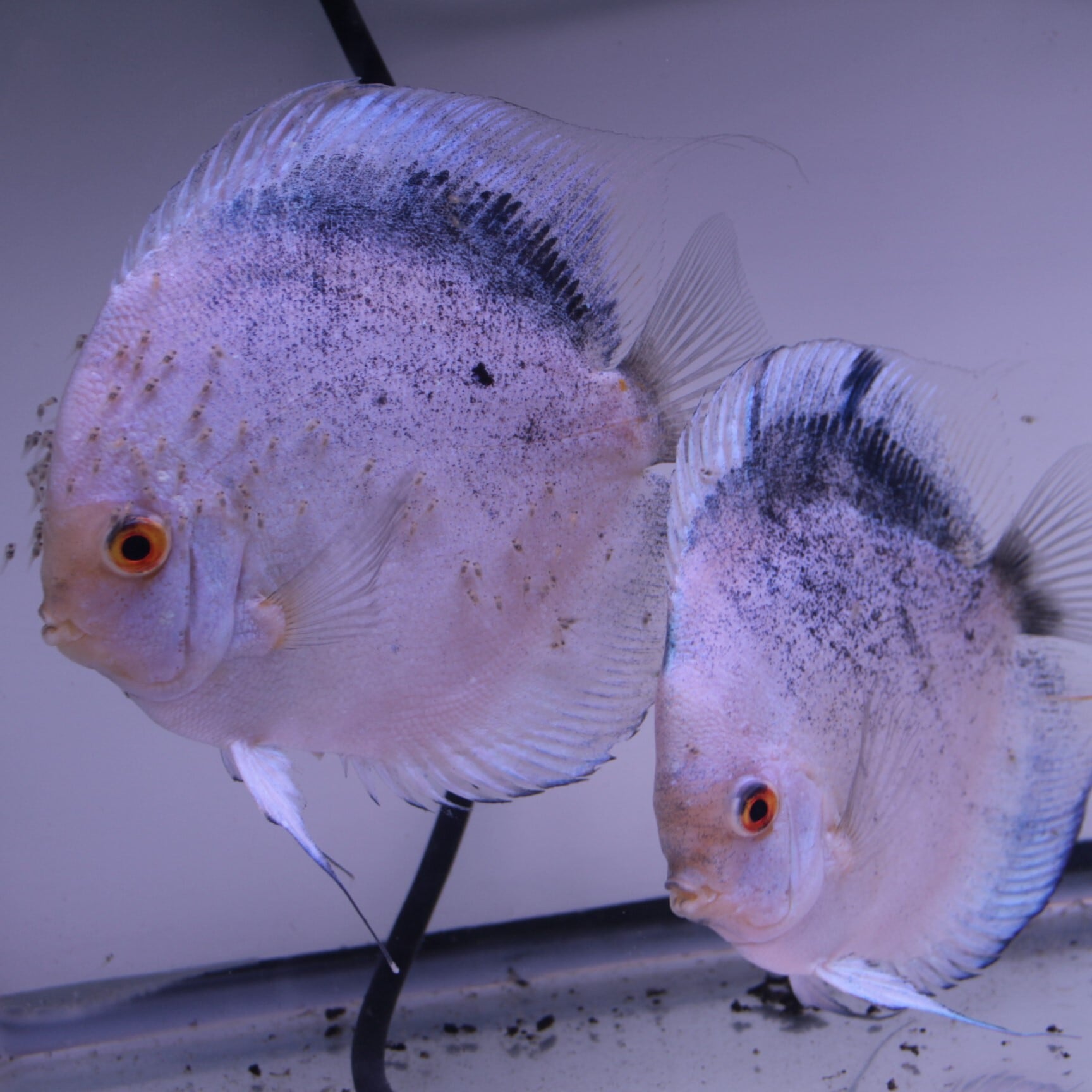 マーキュリー ペアー 商品番号1312 | B-Collection ディスカス専門店 ディスカス通販