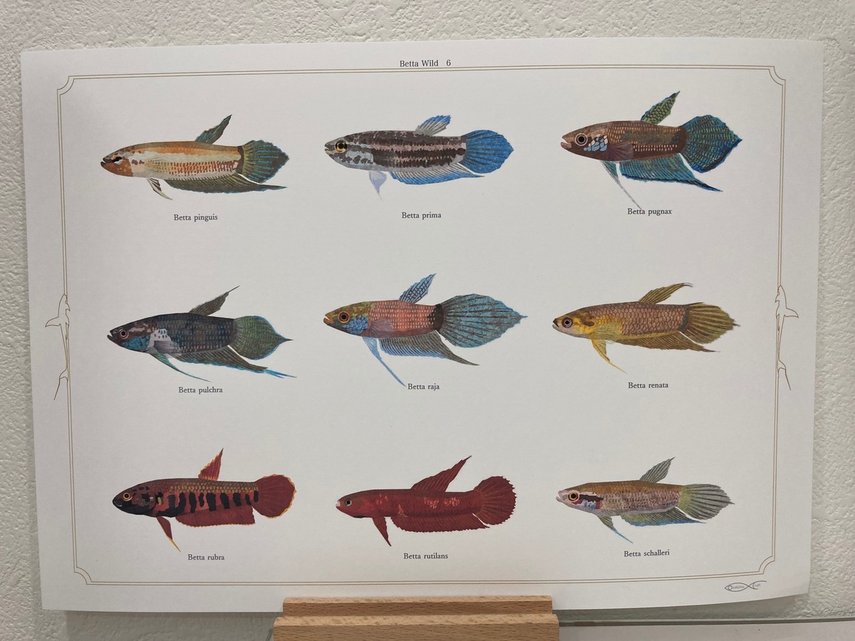Betta Wild 6 A4 Drawing Poster | Osakanacraft