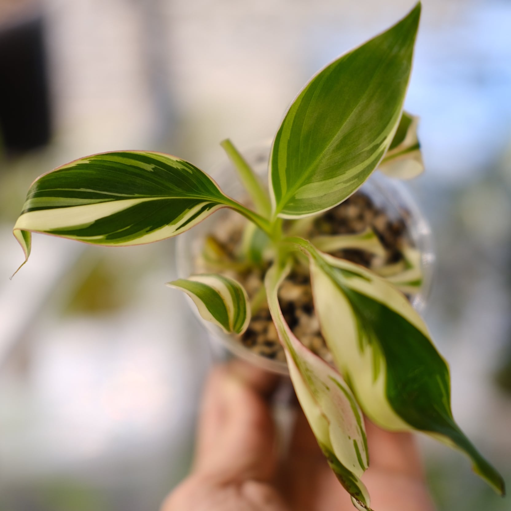 Banana Musa 'Nono' / ムサ ノノ (ピンク斑入バナナ) | tokyoplants / 観葉植物専門店